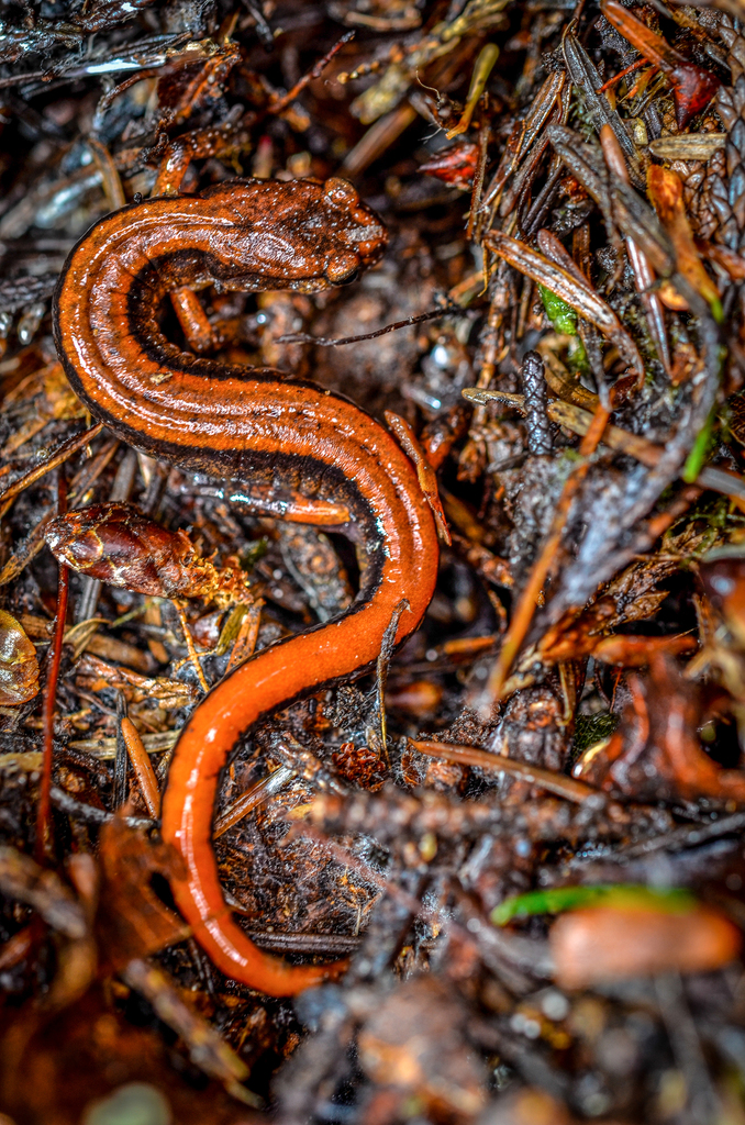 Western Red-backed Salamander from Maple Ridge, BC, Canada on October ...