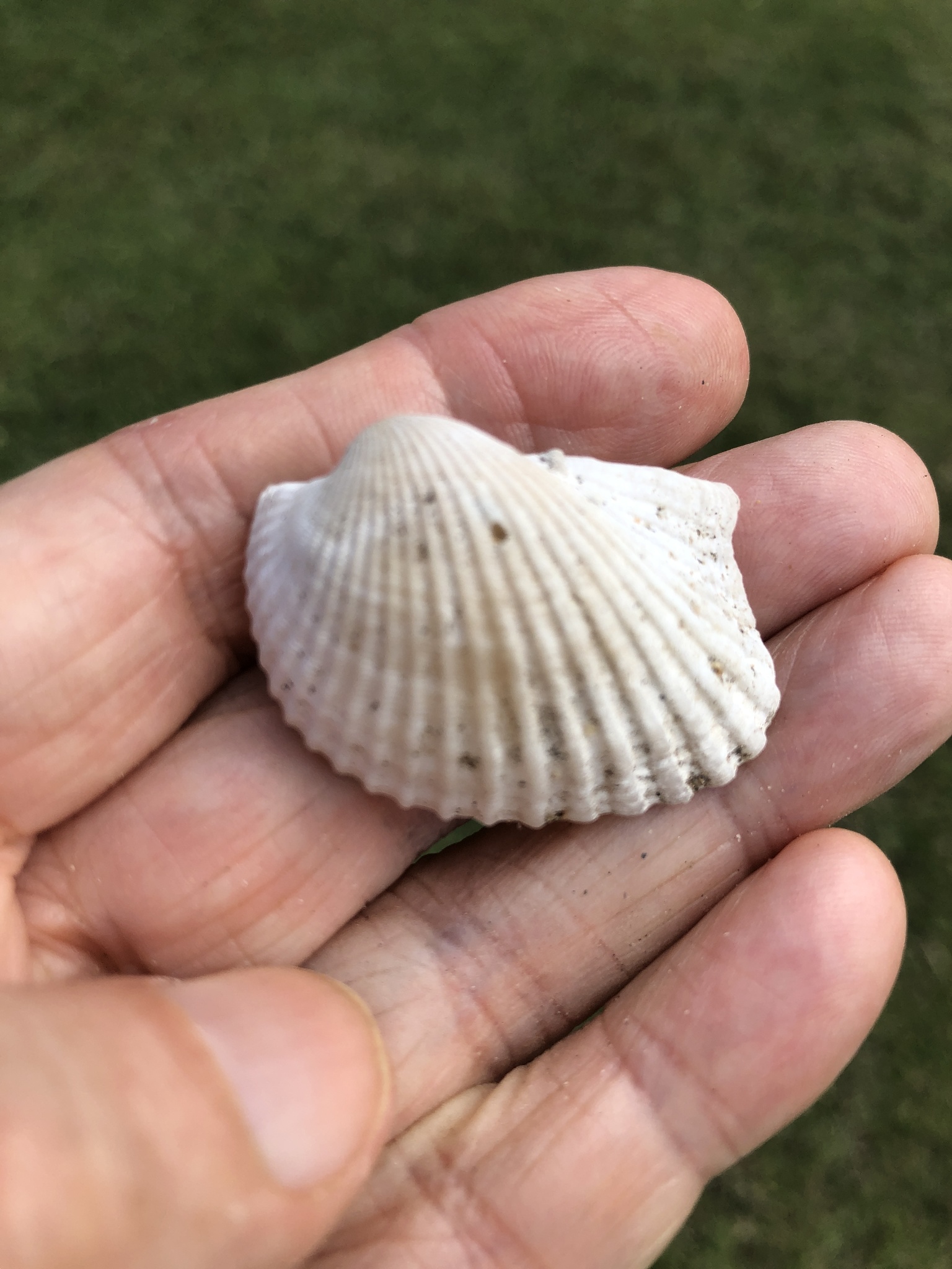 Anadara notabilis (Röding, 1798)