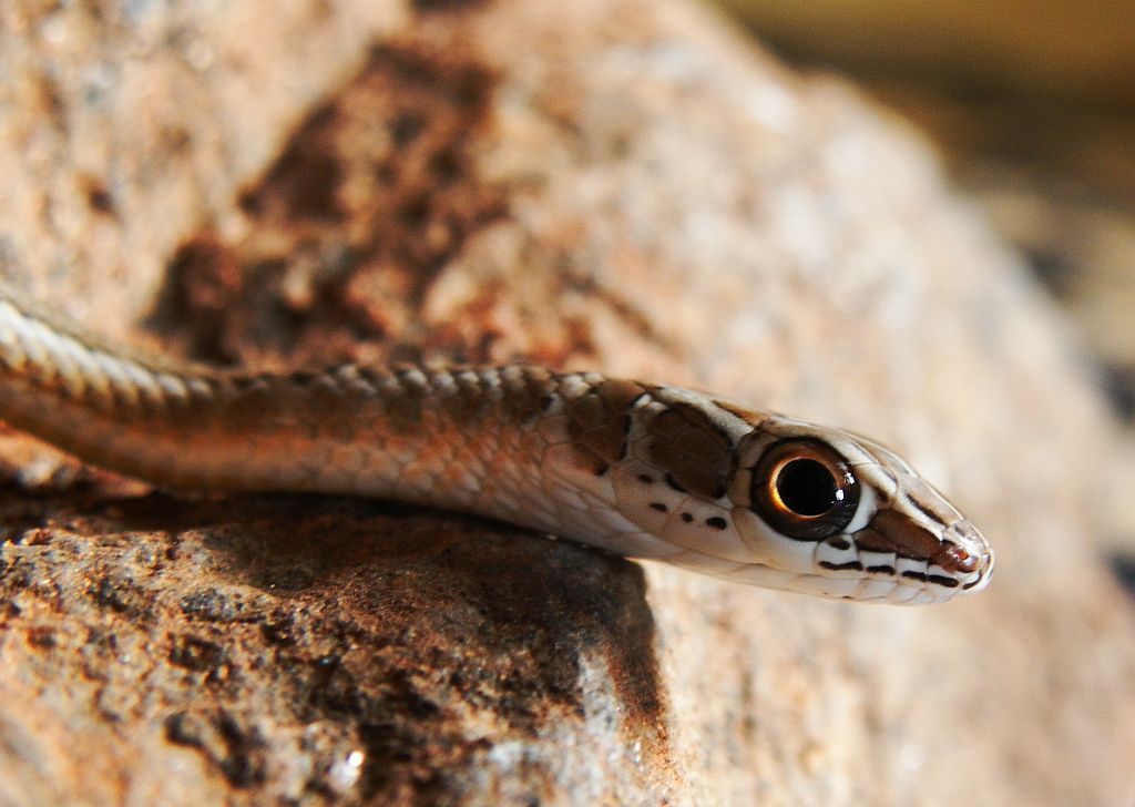 Hissing Sand Snake from Yabelo on June 30, 2013 by Vlada Trailin ...