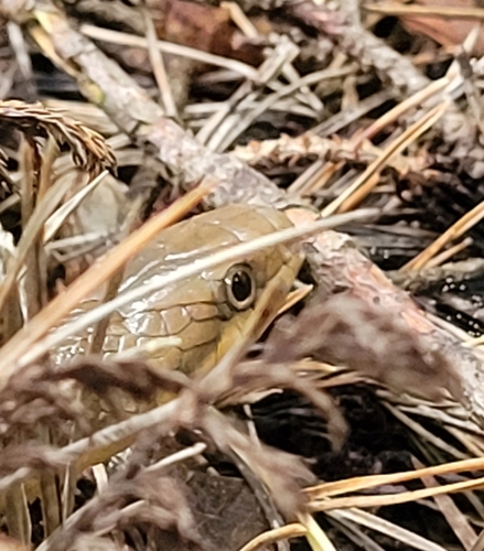 Colubrine Snakes (Colubrinae) - Snakes and Lizards