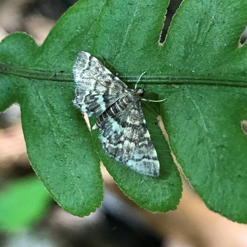 Yellow-spotted Webworm Moth from St Johns County, FL, USA on March 21 ...