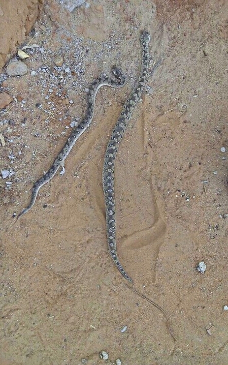 Roman's Carpet Viper from Bida, Nigeria on March 2, 2017 at 05:52 PM by ...