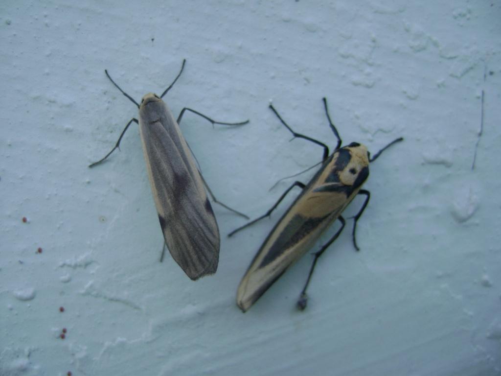 Prabhasa distorta from Tenga Valley, Arunachal Pradesh ,India on ...