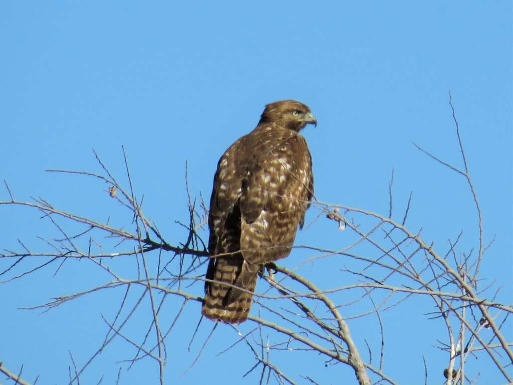 Red-tailed Hawk from Janos, Chih., México on March 1, 2017 at 05:24 PM ...