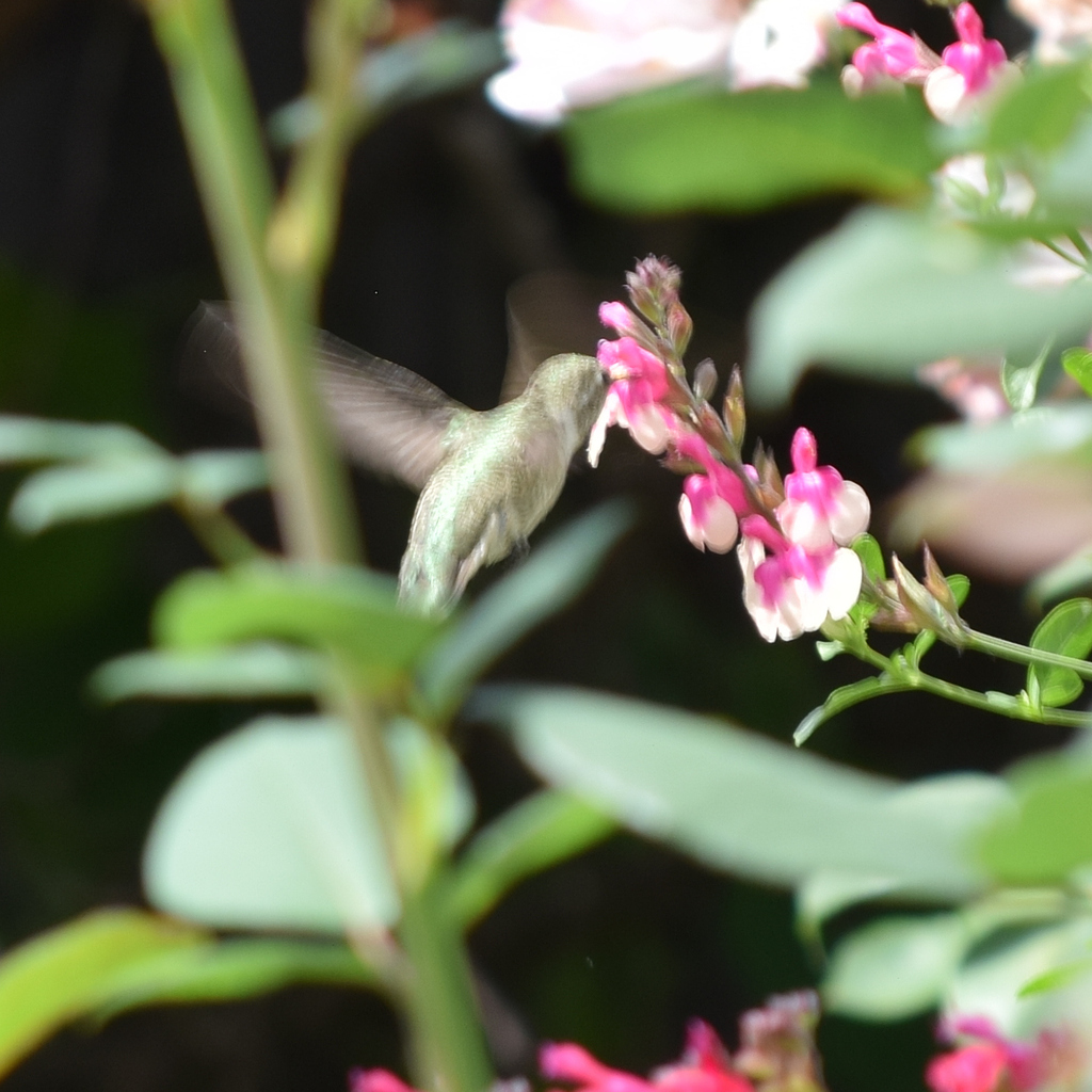 Anna's Hummingbird in April 2026 by Anne Parsons. Nectaring on Autumn ...