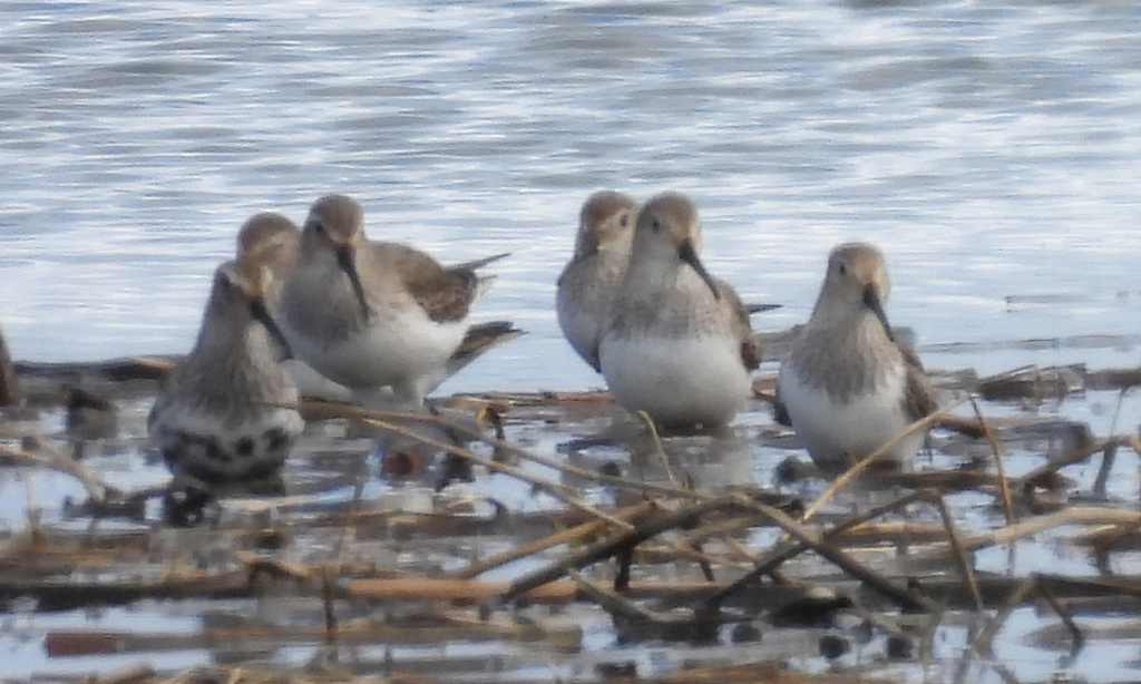 Dunlin from Svensen Island on March 23, 2020 at 01:00 PM by Patricia ...