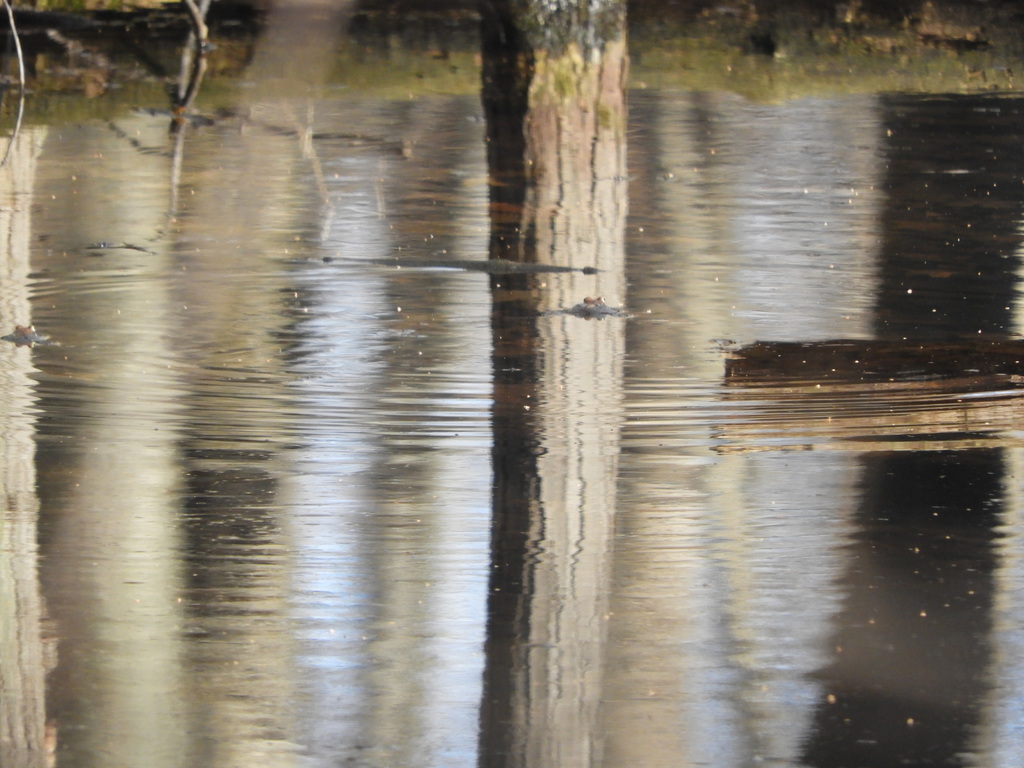 Wood Frog from Menasha, WI, USA on April 20, 2019 at 04:53 PM by raymie ...