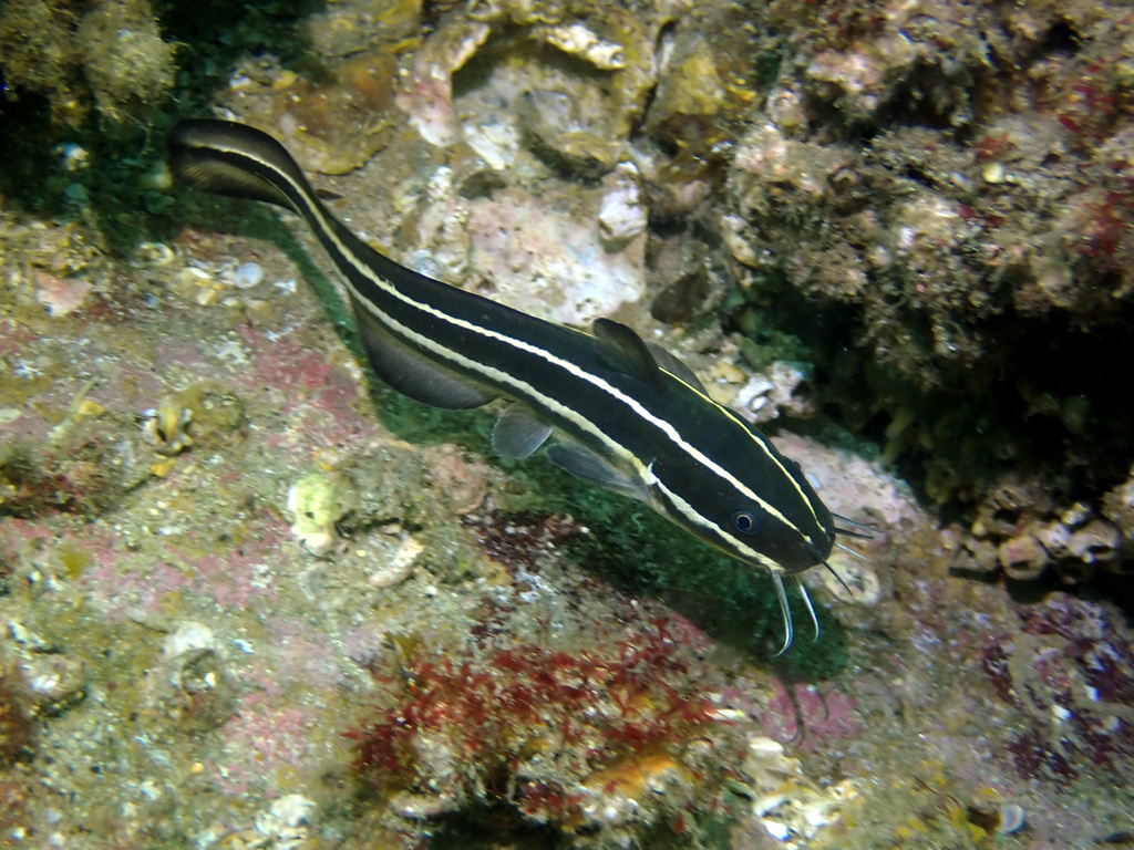 Striped Eel Catfish (Plotosus lineatus) - Marine Life Identification