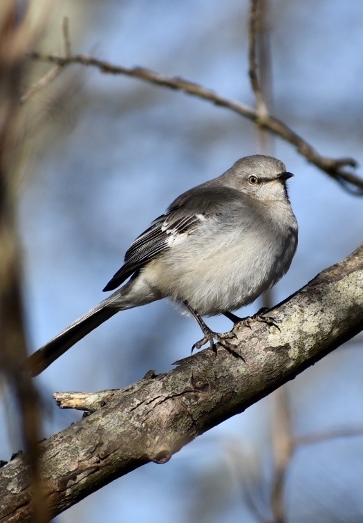 Northern Mockingbird (EwA Guide to the Birds of the Fells ...