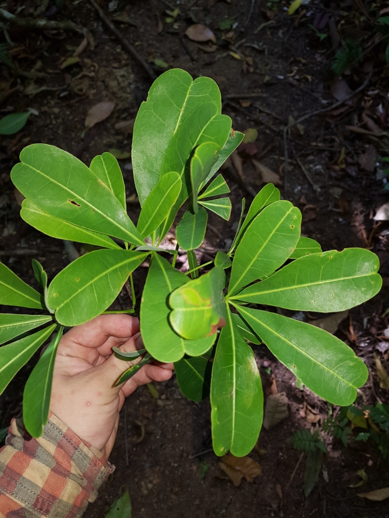 Pachira sessilis from Provincia de Puntarenas, Costa Rica on March 23, 2020 at 02:04 PM by ...