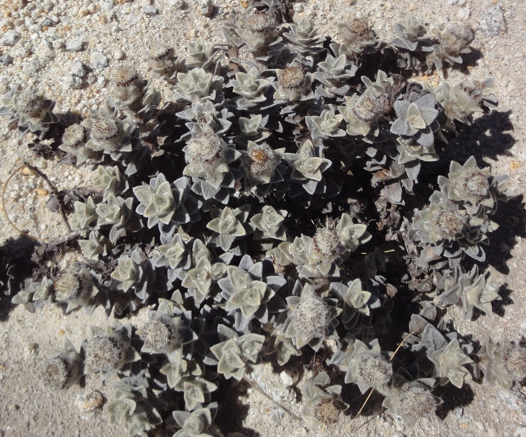 Haastia sinclairii sinclairii from Fiordland National Park, New Zealand ...