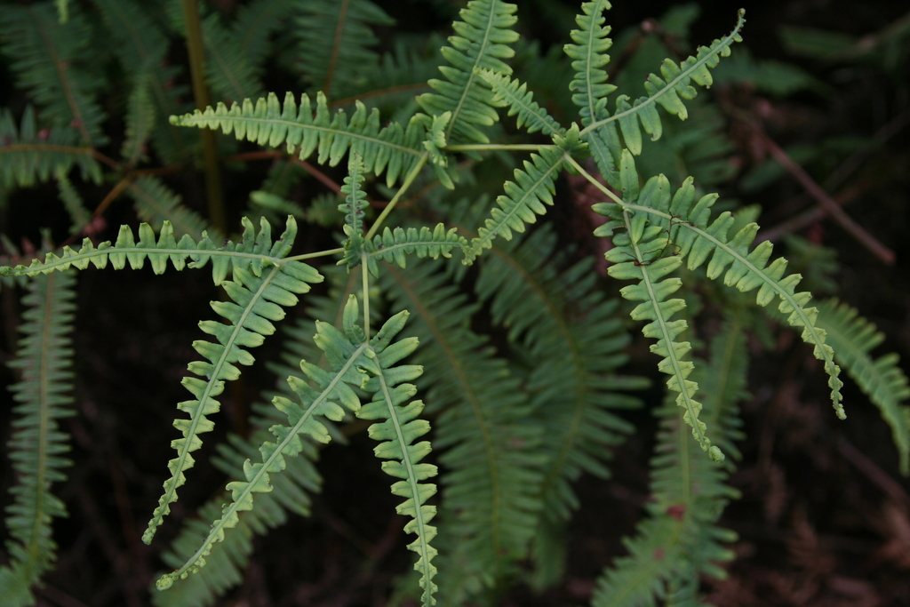 drooping forked fern (Common Vines & Climbing Plants of Puerto Rico and ...