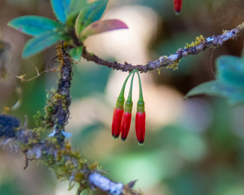 Agapetes hosseana · iNaturalist