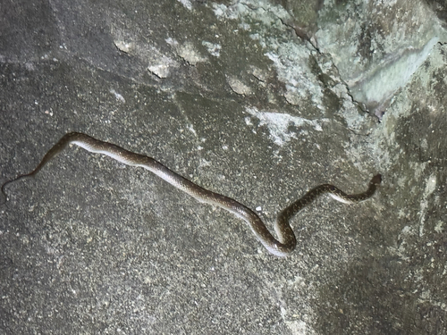 Colubrine Snakes (Colubrinae) - Snakes and Lizards