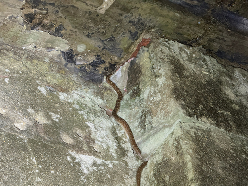 Colubrine Snakes (Colubrinae) - Snakes and Lizards