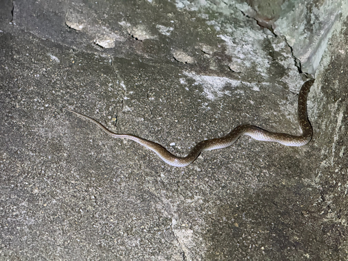 Colubrine Snakes (Colubrinae) - Snakes and Lizards