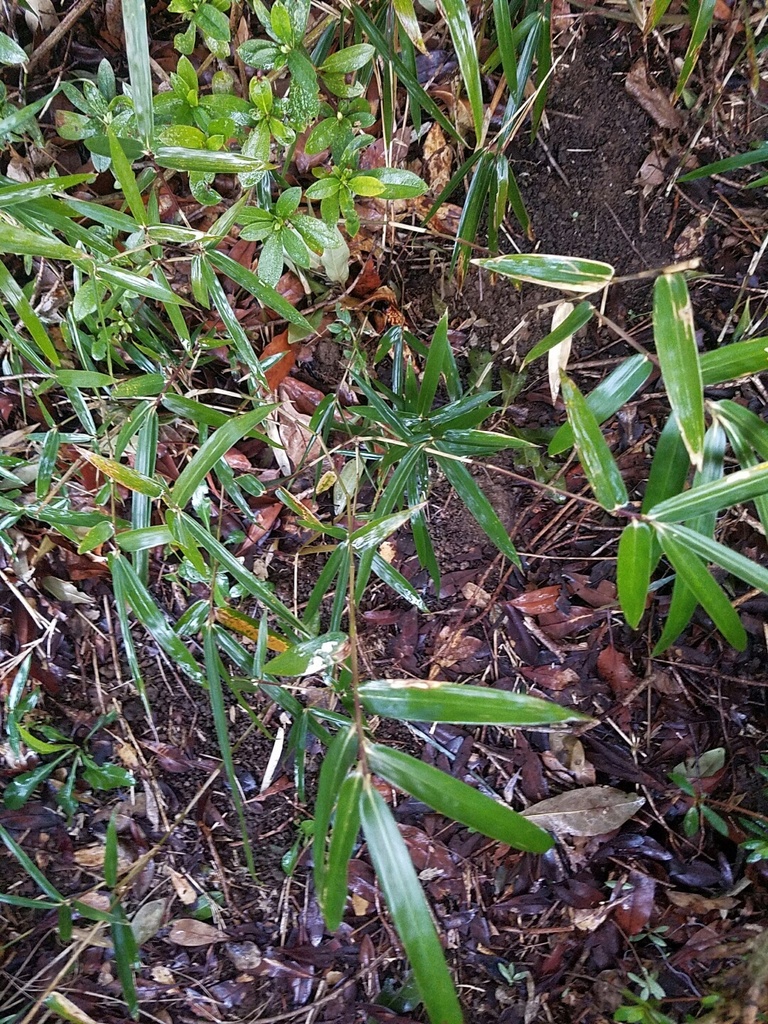 Pygmy Bamboo (Invasive Plants of Maryland) · iNaturalist
