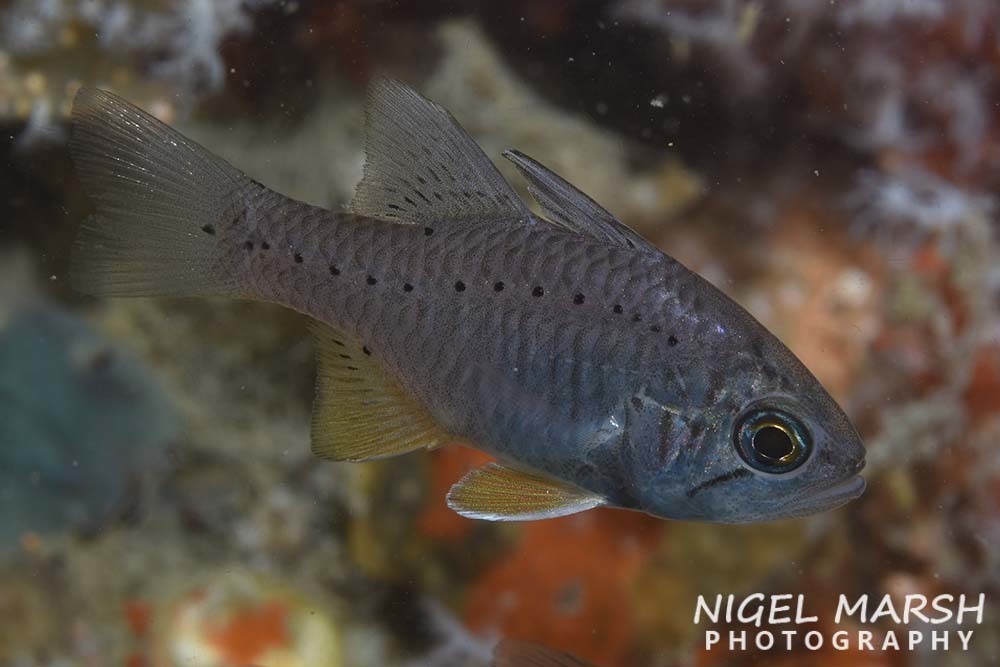 Western Gobbleguts (Ostorhinchus rueppellii) - Marine Life Identification