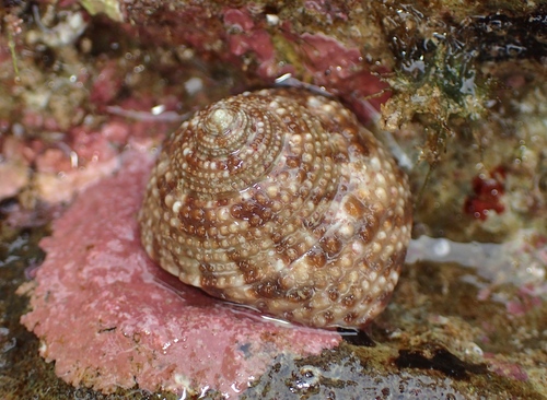 Clanculus limbatus · iNaturalist Mexico