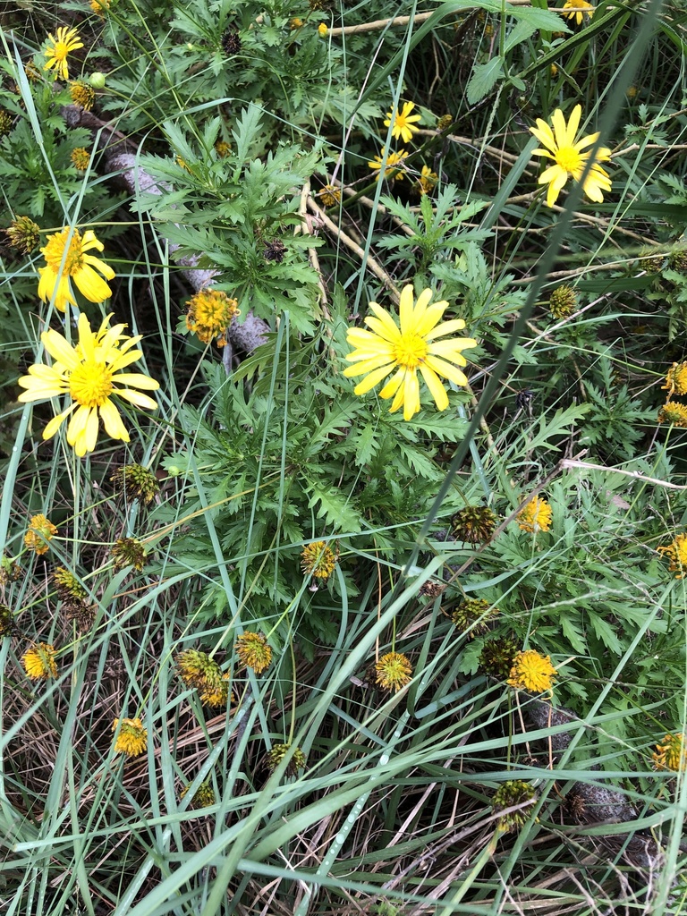 groundsels and allies from Lawsons Lookout Track, Springwood, NSW ...