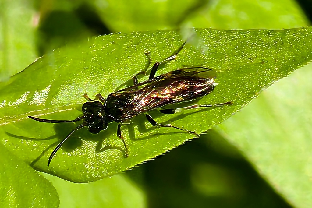 Allantus luctifer from 中国上海市浦东新区滨江森林公园 on April 24, 2026 at 12:53 PM by ...