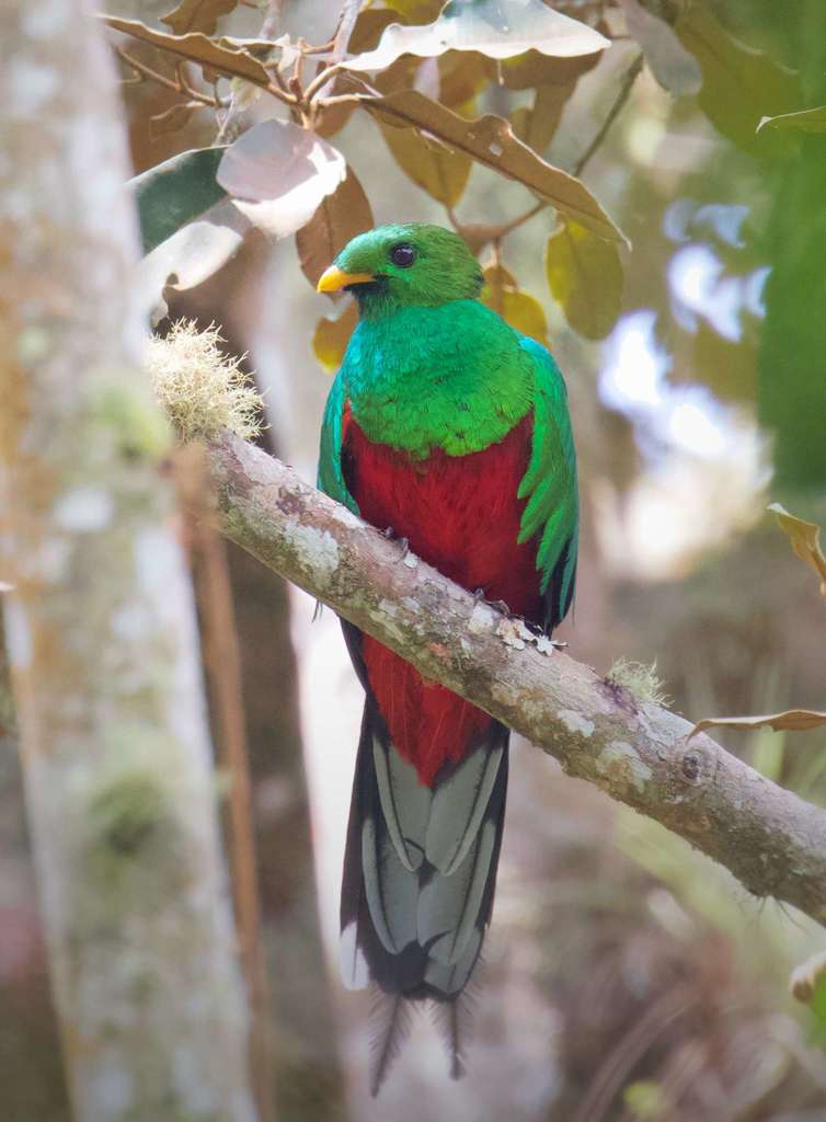 White-tipped Quetzal (Pharomachrus fulgidus) - Avian Discovery