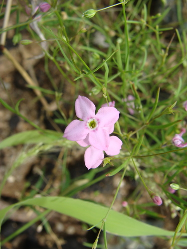 Cape Star-Violet (Stenotis asperuloides)