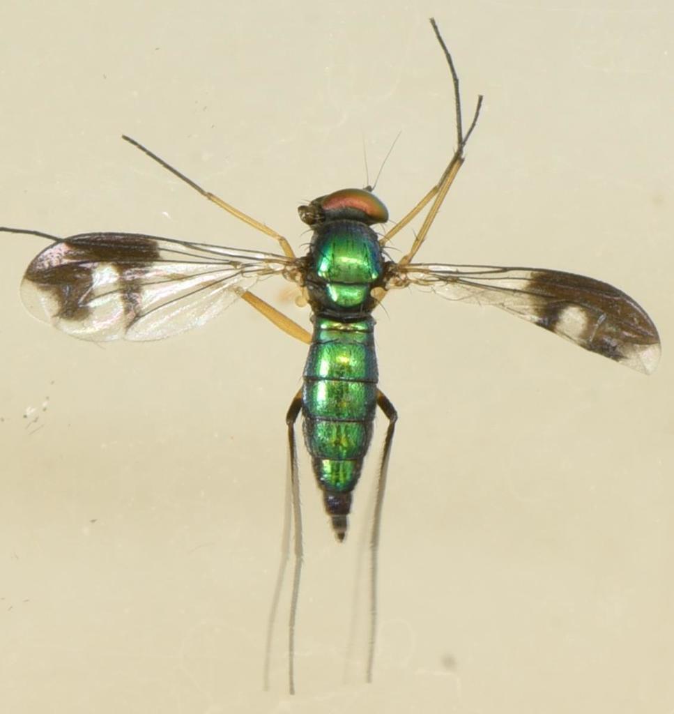 Condylostylus in February 2020 by Rob Palmer · iNaturalist