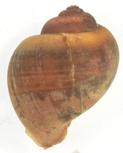 Pila ovata · iNaturalist Mexico