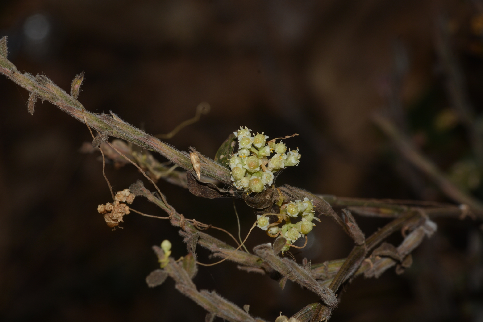 Cuscuta chinensis Lam.