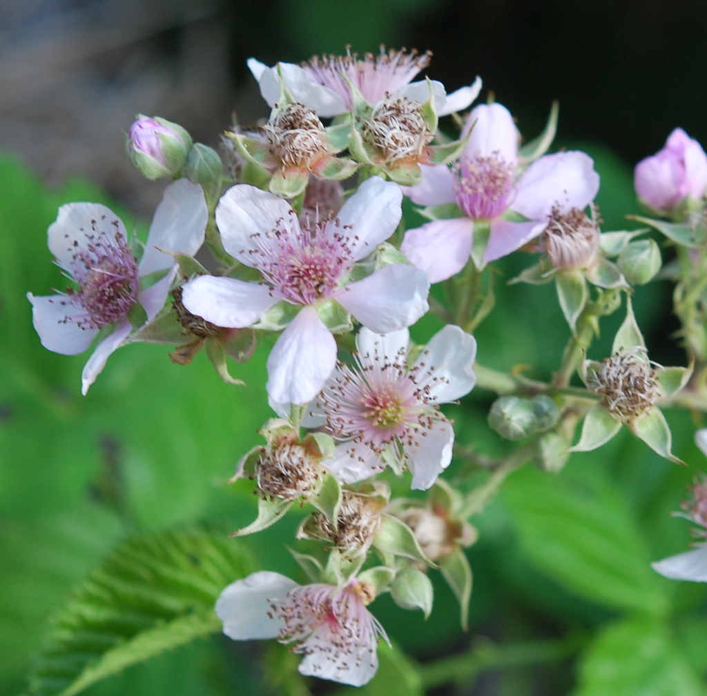 Boland Bramble (Eastford Ridge - Alien/Indigenous Invasive Species and ...