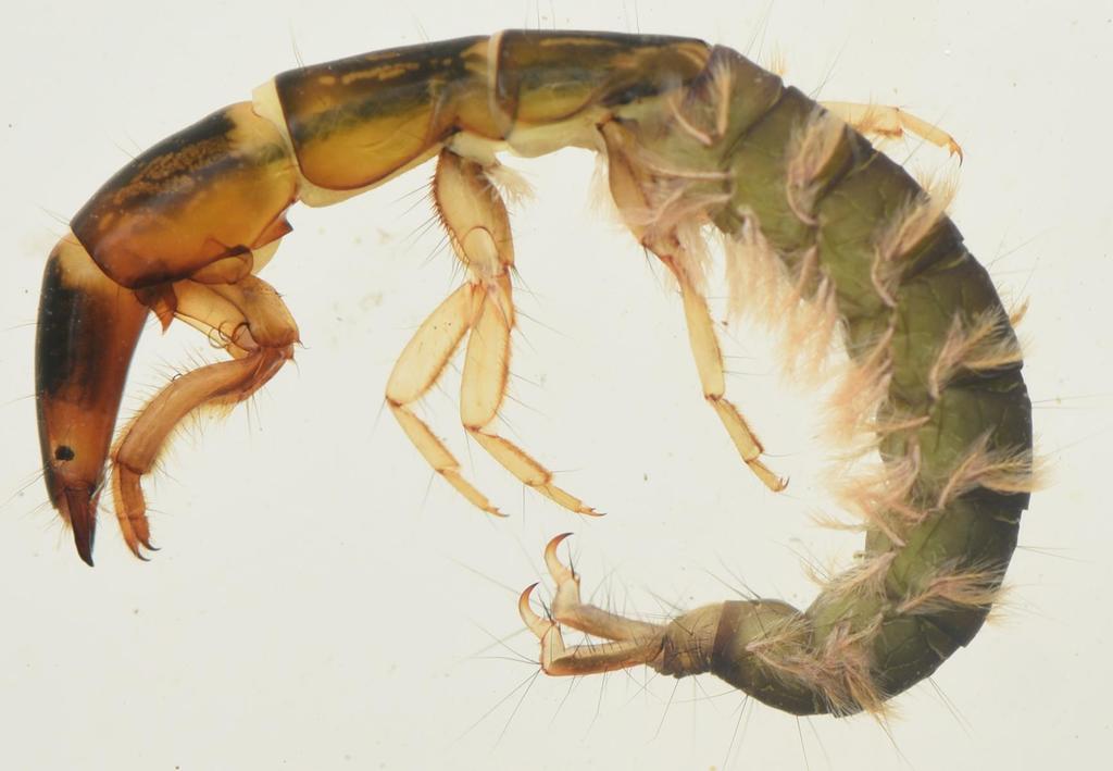 Polymorphanisus bipunctatus from Eastvaal District Council, South ...