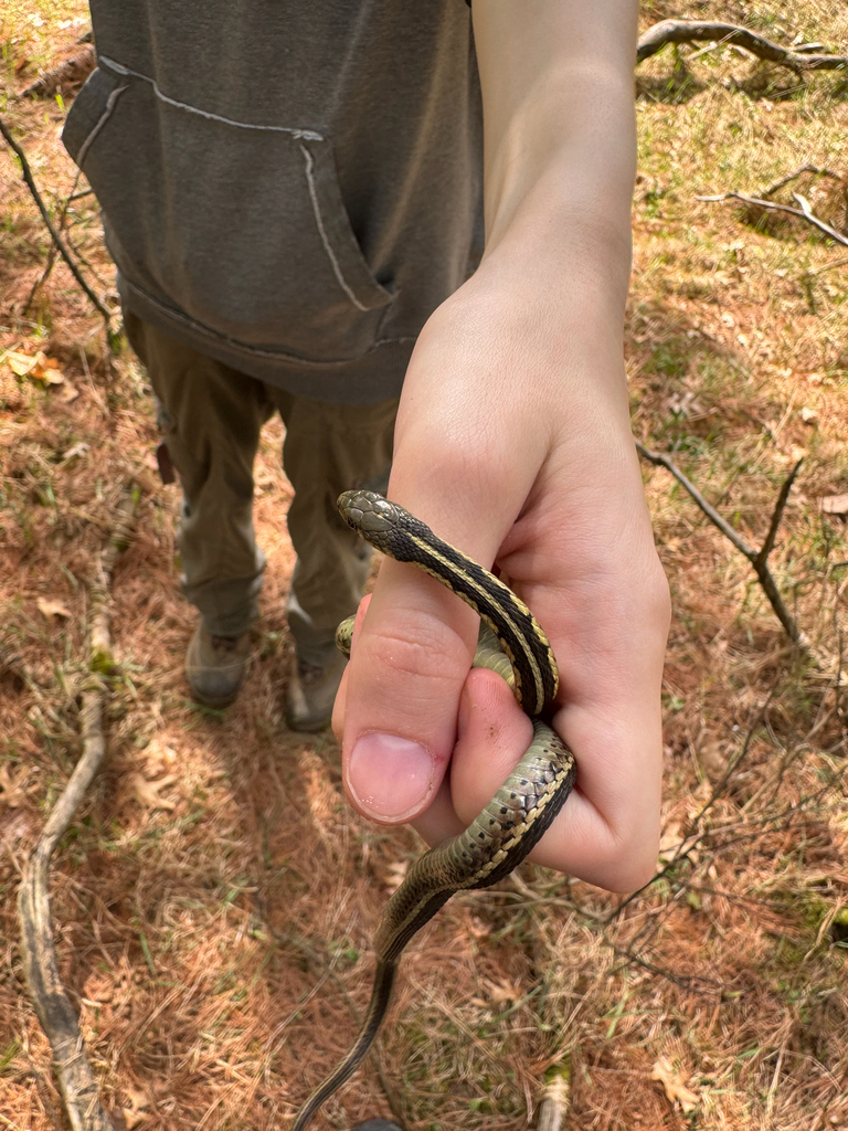 Common Garter Snake from N Point Dr, Stevens Point, WI, US on April 23 ...