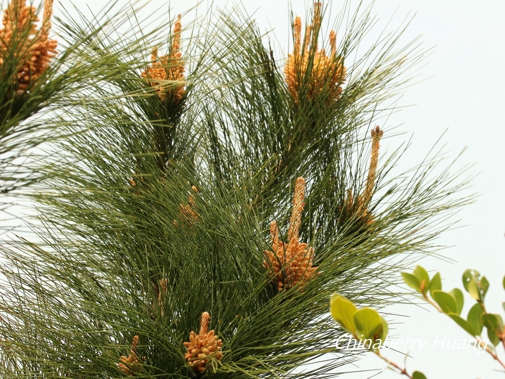 Masson's pine from 台灣台北 on March 22, 2020 at 11:19 AM by Lijin Huang ...