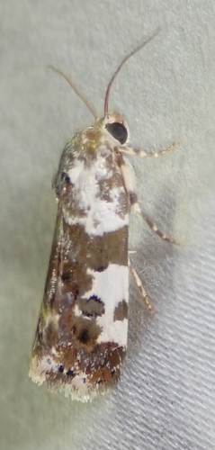 Acontia gratiosa · NaturaLista Colombia