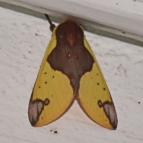 Symphlebia jamaicensis · iNaturalist