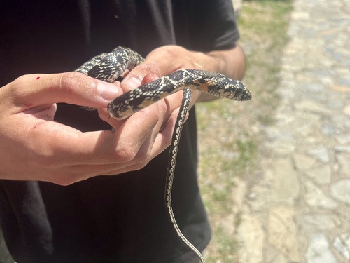 Colubrine Snakes (Colubrinae) - Snakes and Lizards