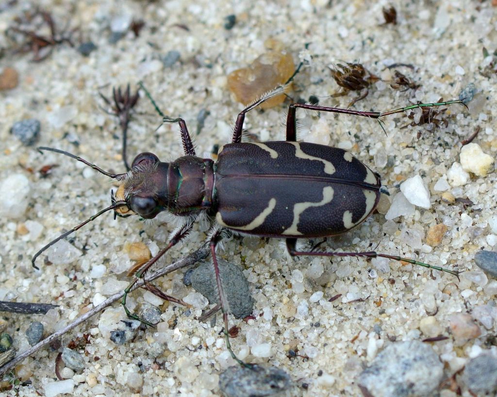 Oblique-lined Tiger Beetle (Wildlife of Jackson Lake State Park ...