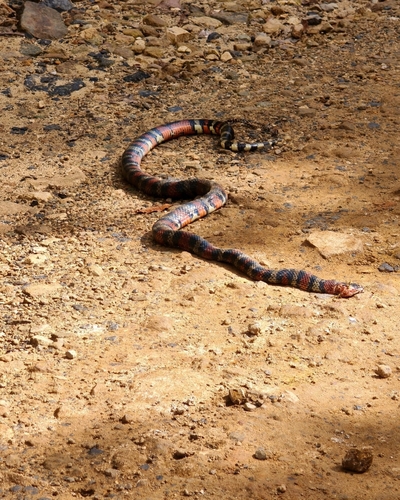 Colubrine Snakes (Colubrinae) - Snakes and Lizards