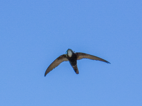 House Swift (Javan) (Subspecies Apus nipalensis furcatus) · iNaturalist