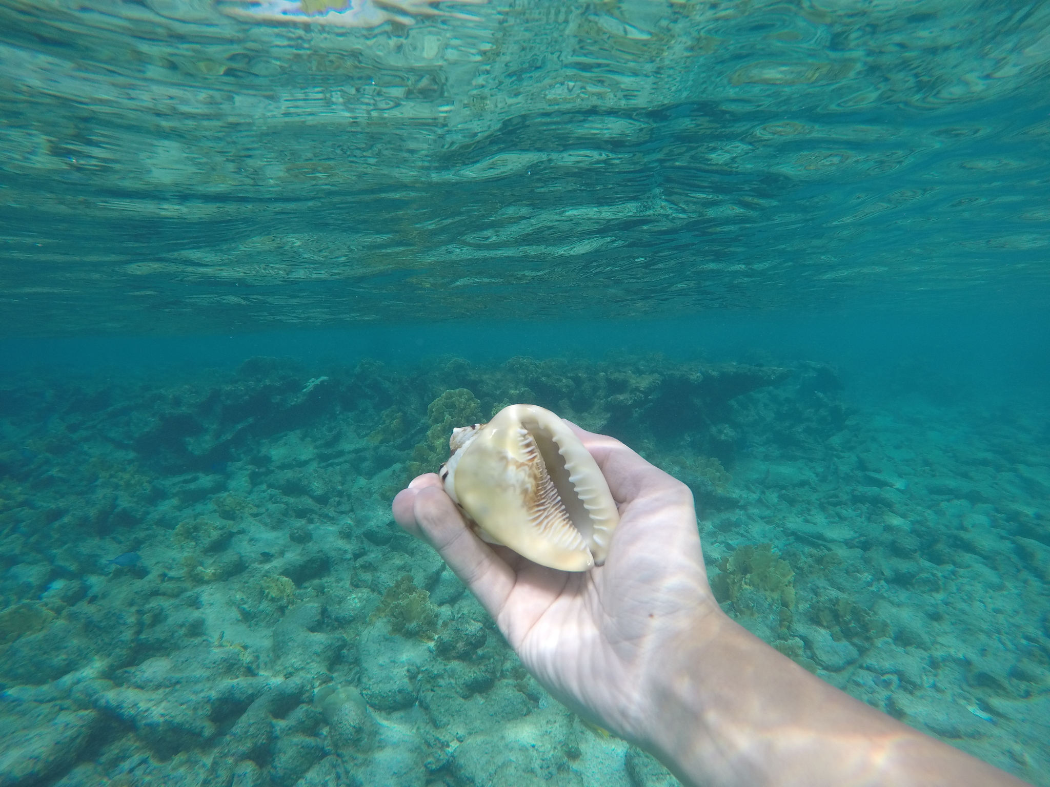 Cassis flammea (Linnaeus, 1758)