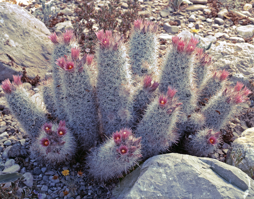 Column Foxtail Cactus (Flowering Plants of the Trans-Pecos of Texas ...
