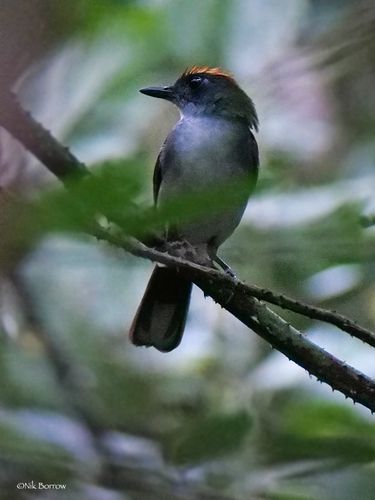 White-tailed Alethe (Alethe diademata) · iNaturalist