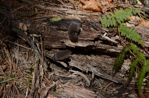 Masked Shrew (Wildlife of Steamboat and Pearl Lake State Parks ...