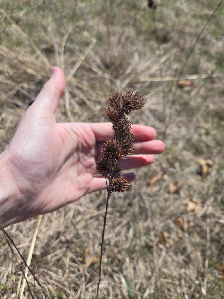 round-headed bush clover from East Bethel, MN 55005, USA on April 24 ...