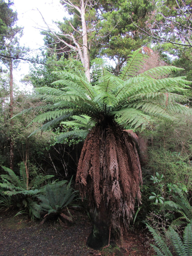 golden tree fern from Otatara 9879, New Zealand on March 24, 2020 at 08 ...