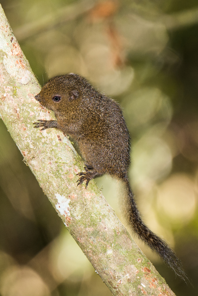 Mount Topapu Dwarf Squirrel in September 2014 by William Stephens ...