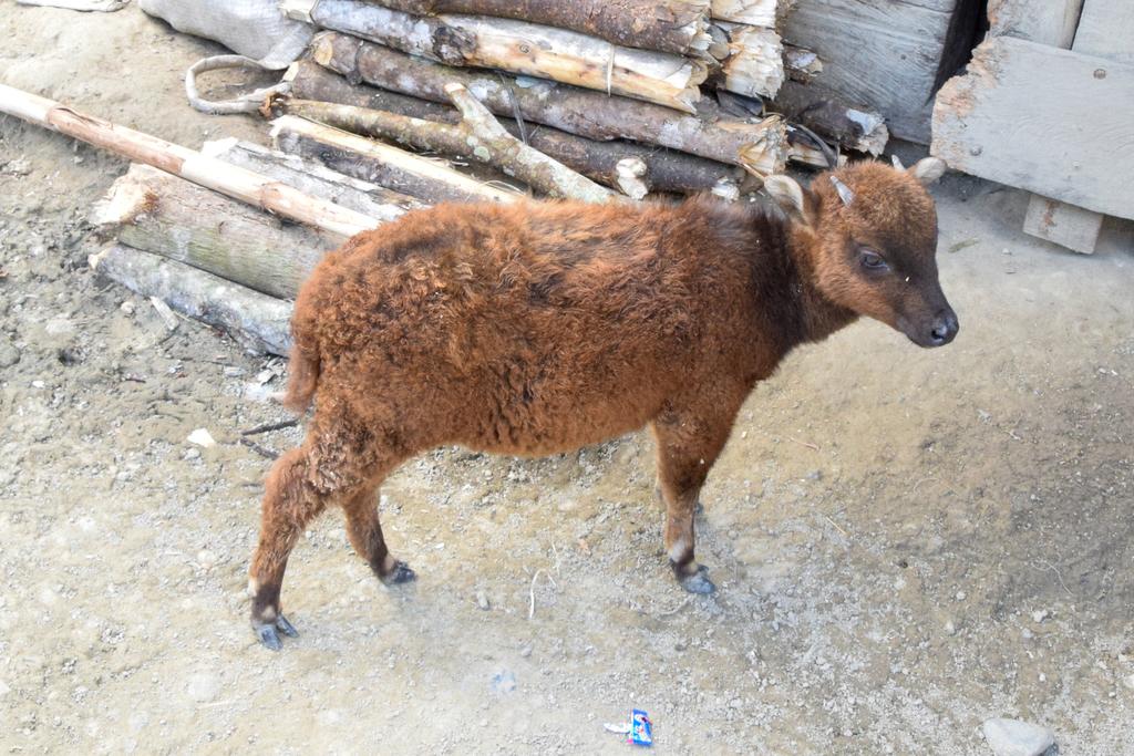 Water Buffaloes and Anoas (Bubalus) - Know Your Mammals