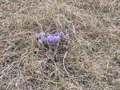 Blue sky Sunday! · iNaturalist