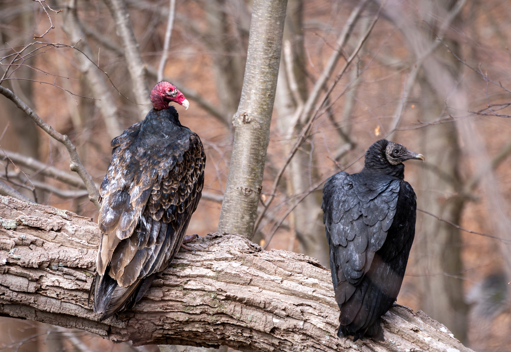 Black Vulture from Boonton, NJ 07005, USA on March 24, 2020 at 10:22 AM ...